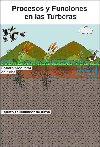 Turberas de Chile – Educación | Conservación | Renaturización