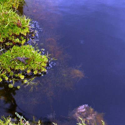 Terrestrialization Bogs – Turberas de Chile