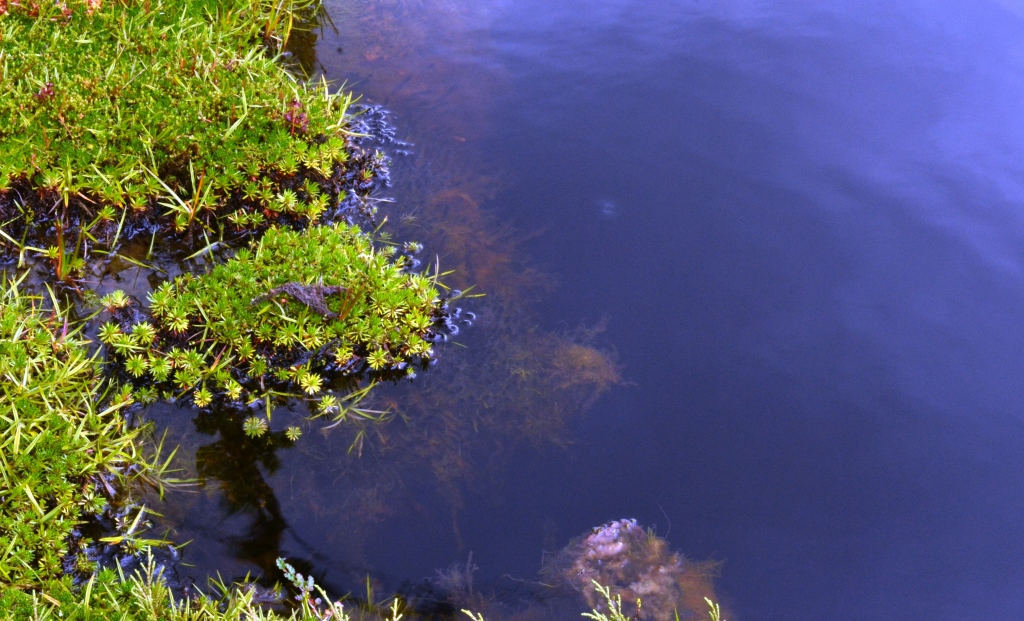 Terrestrialization Bogs – Turberas de Chile