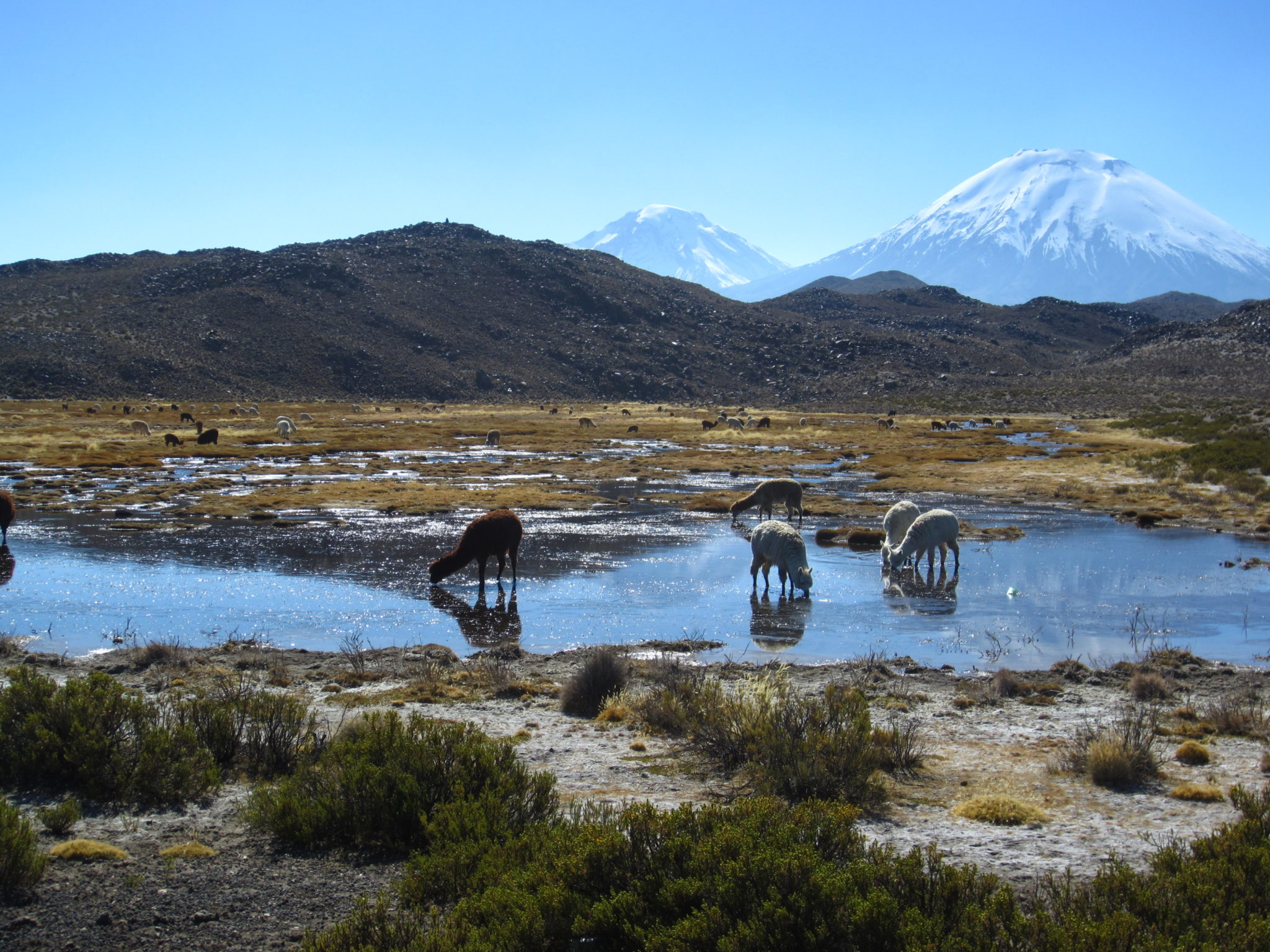 Mires of Chile